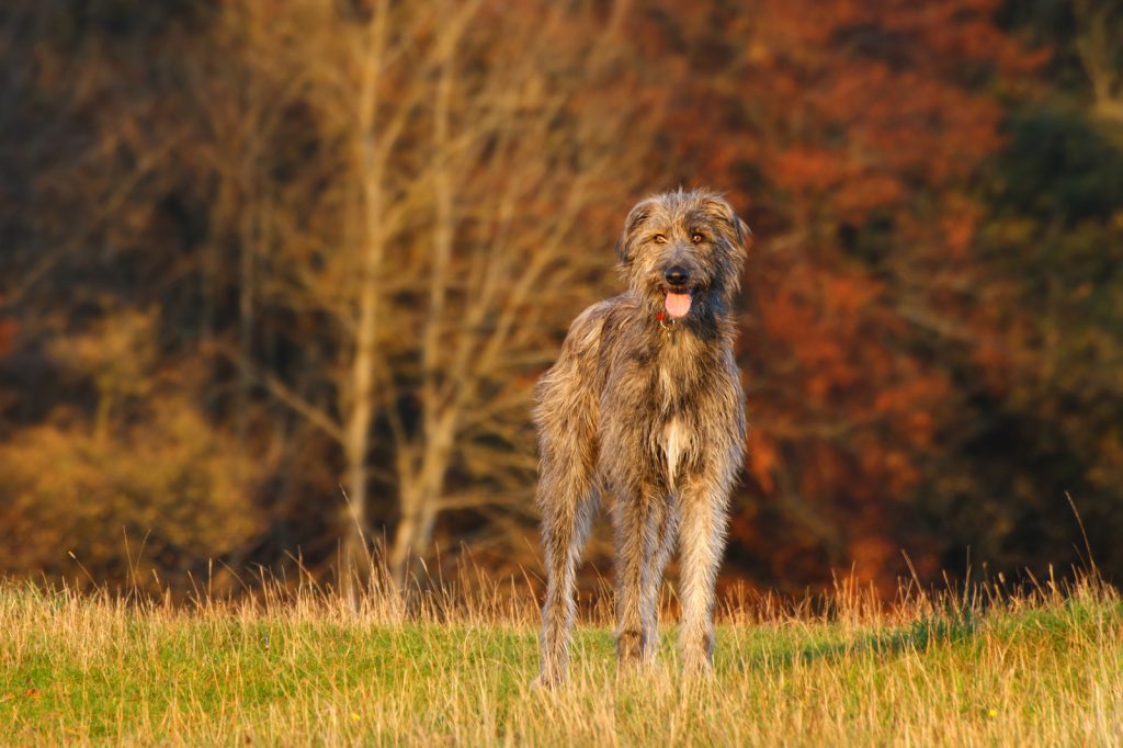12 Razas Europeas de Perro