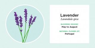 The National Flower Guide to Europe - Wimdu Blog