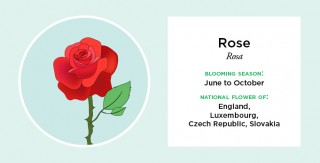 The National Flower Guide to Europe - Wimdu Blog