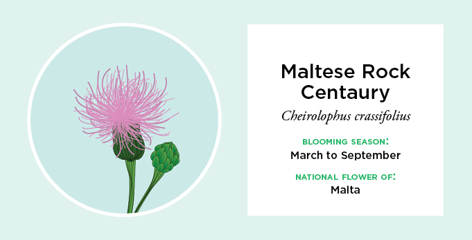 The National Flower Guide to Europe - Wimdu Blog