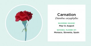 The National Flower Guide to Europe - Wimdu Blog