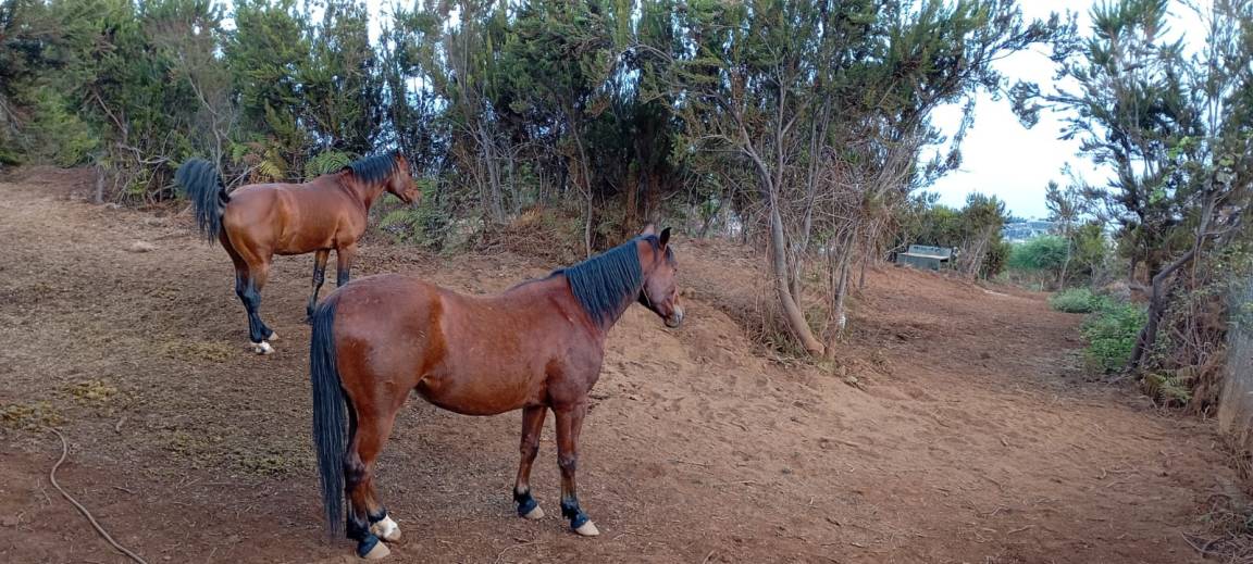 80 M² Maison De Campagne ∙ 2 Chambres ∙ 3 Personnes - Tenerife