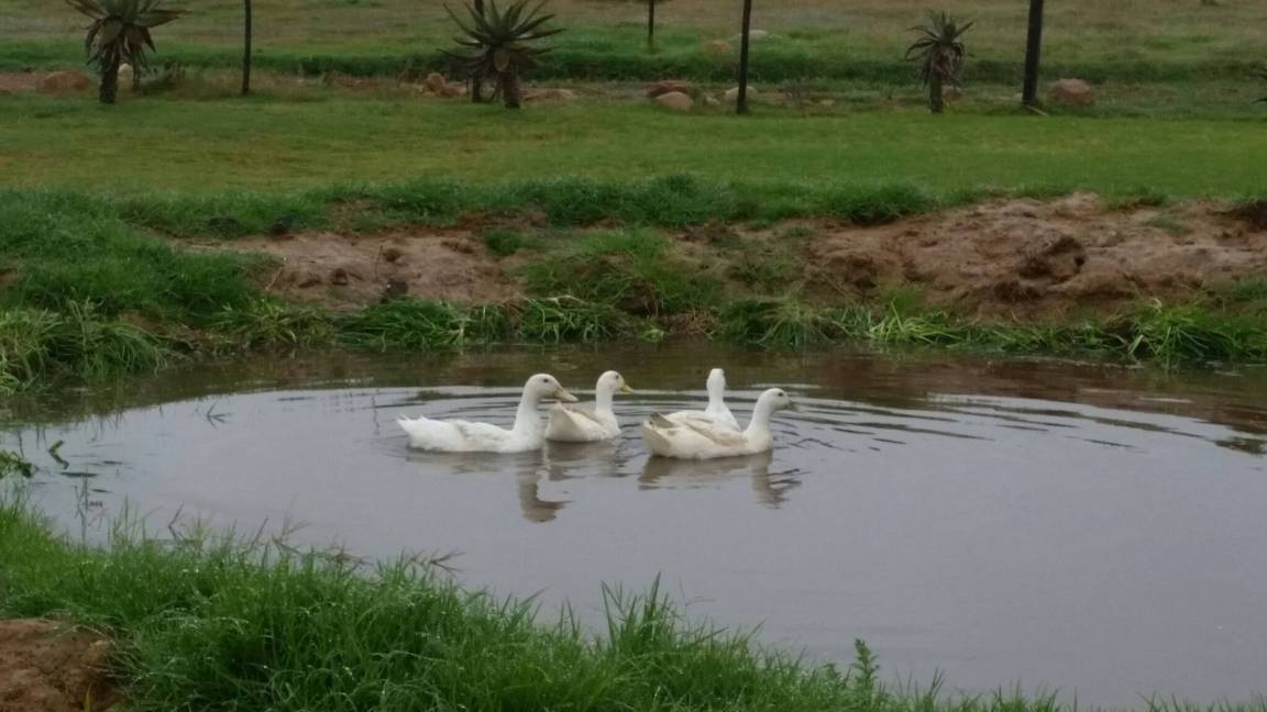 30 M² House ∙ 1 Bedroom ∙ 4 Guests - Riversdale