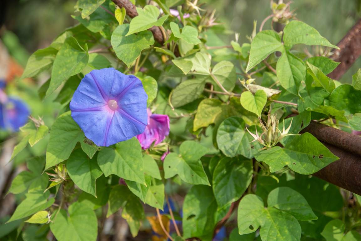 50 M² Appartement ∙ 1 Chambre ∙ 4 Personnes - San Teodoro