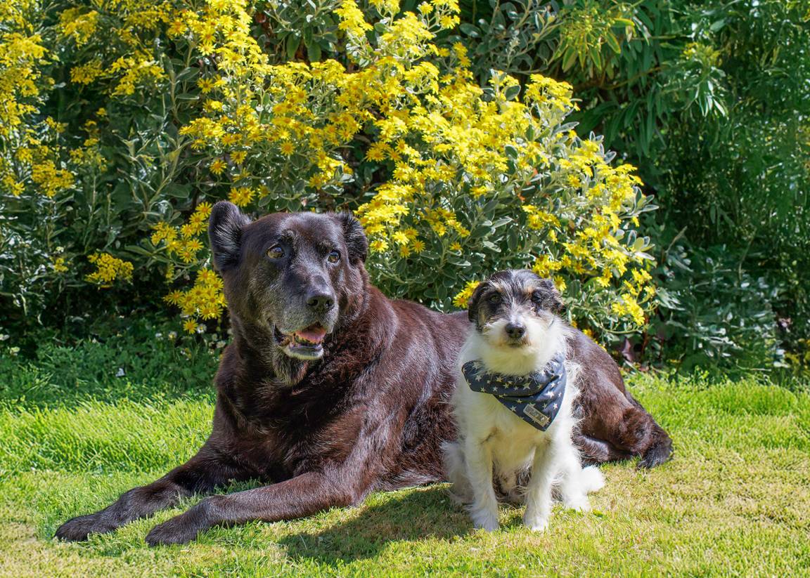 Tente ∙ 2 Chambres ∙ 4 Personnes - Hayle