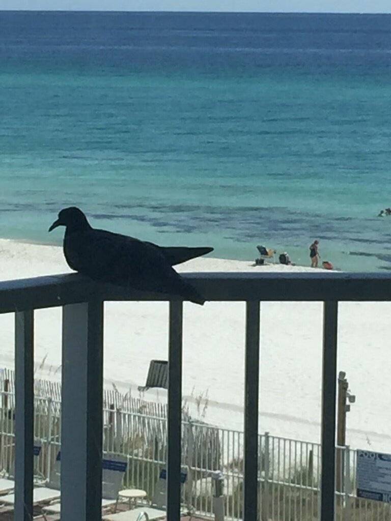 65 M² Condo ∙ 1 Bedroom ∙ 5 Guests - Panama City Beach, FL