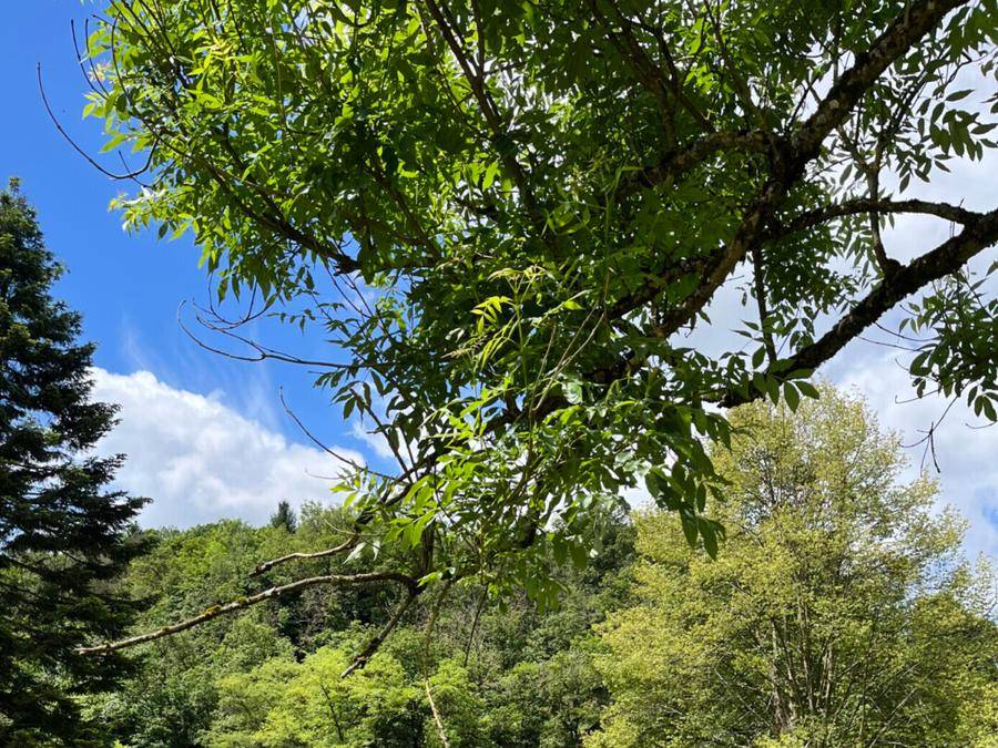 Tent ∙ 2 Bedrooms ∙ 6 Guests - Belgium