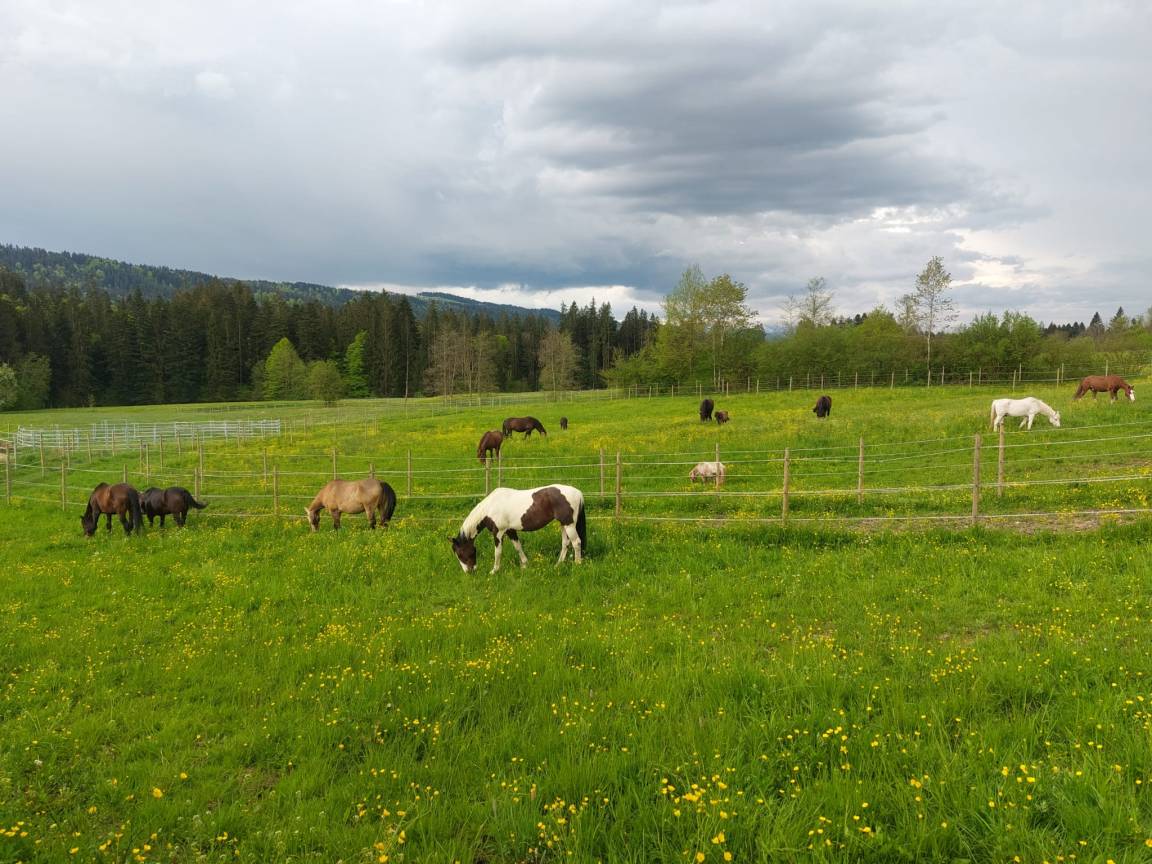 80 M² Apartment ∙ 2 Bedrooms ∙ 4 Guests - Scheidegg