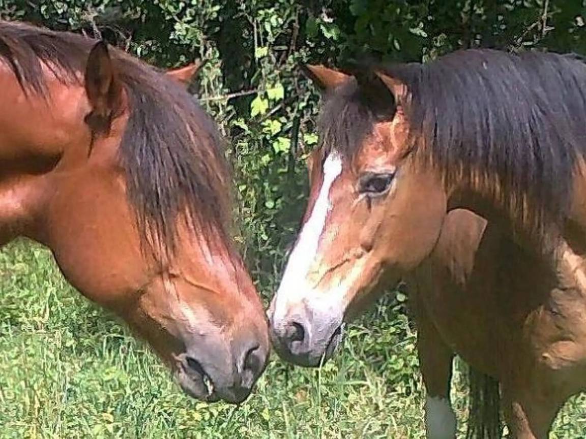 45 M² Ferienwohnung ∙ 1 Schlafzimmer ∙ 4 Gäste - Herbolzheim