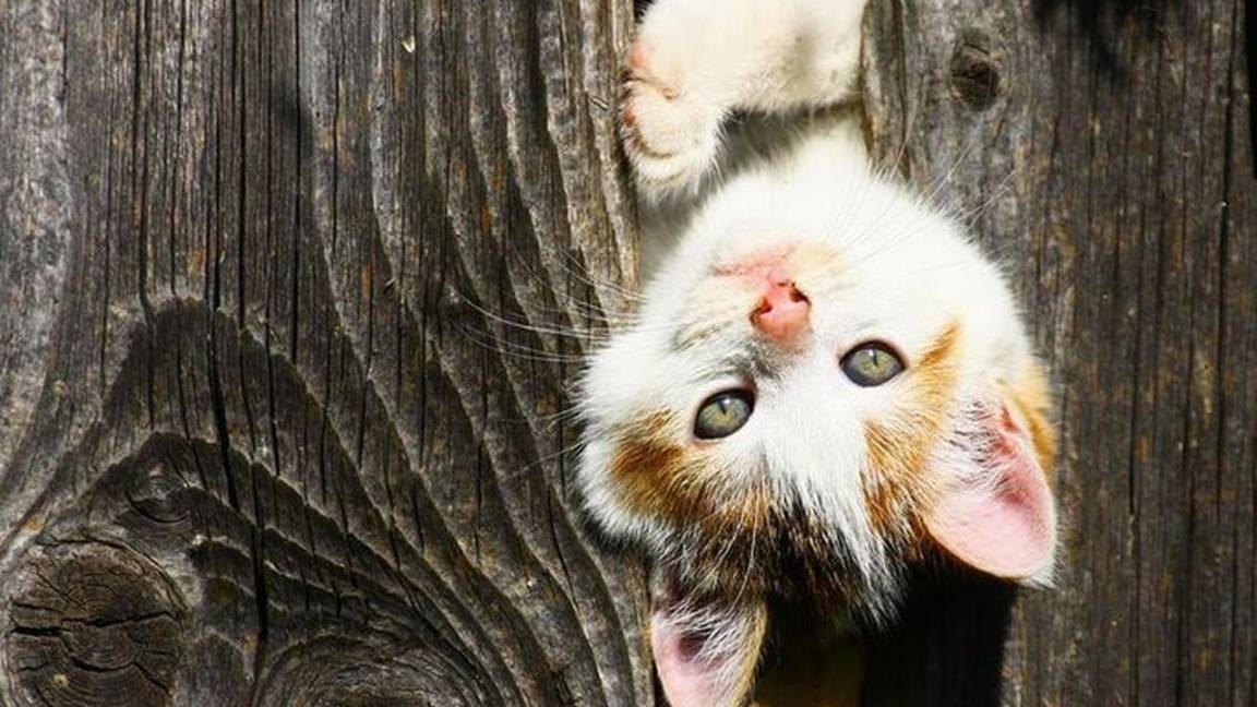 64 M² Ferienhaus ∙ 2 Schlafzimmer ∙ 4 Gäste - Ossiacher See