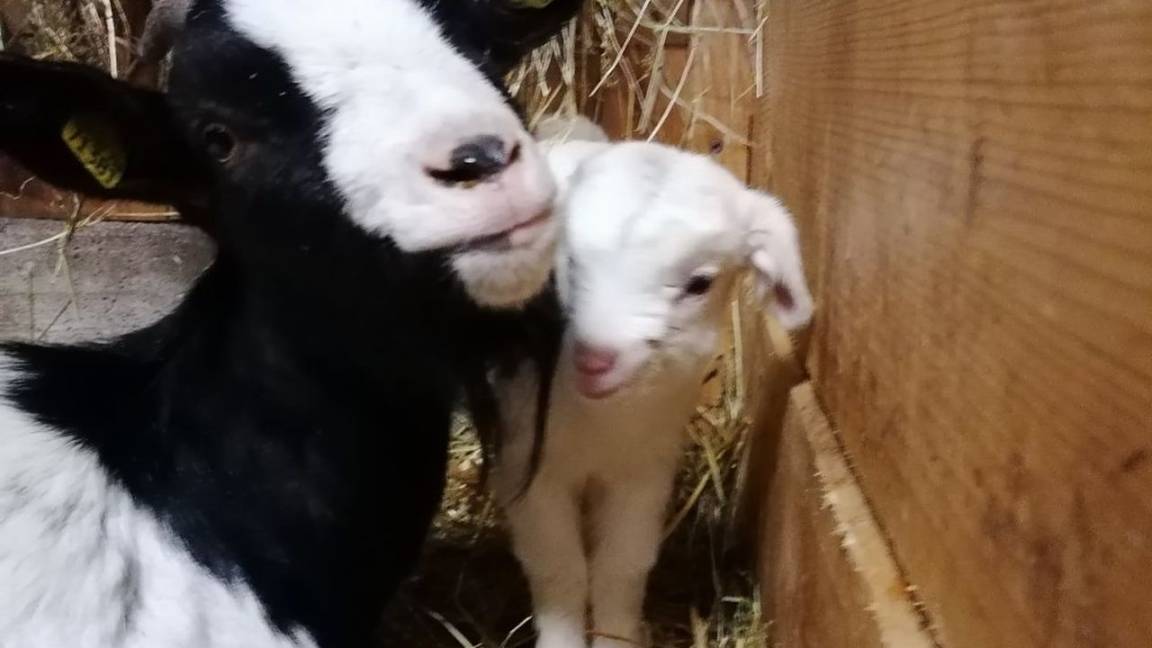 80 M² Ferienwohnung ∙ 2 Schlafzimmer ∙ 4 Gäste - Zwiesel