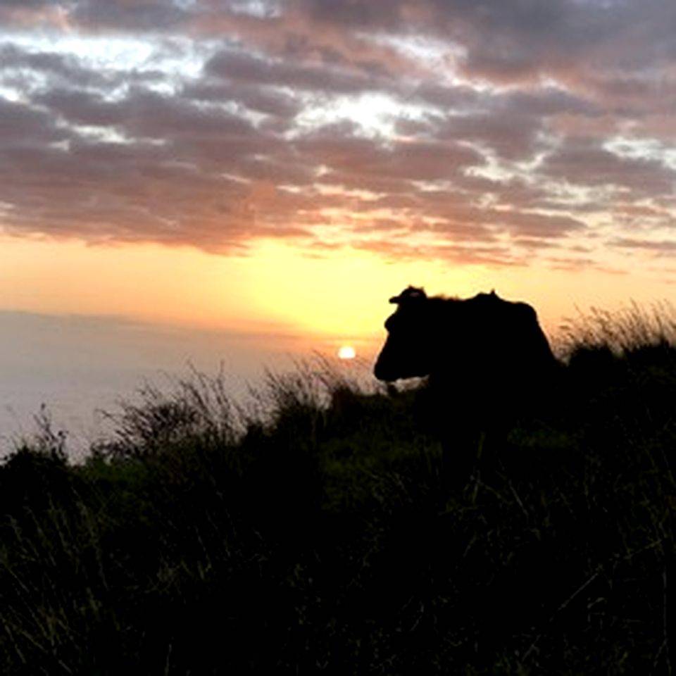 Acampamento ∙ 1 Quarto ∙ 2 Hóspedes - Madeira