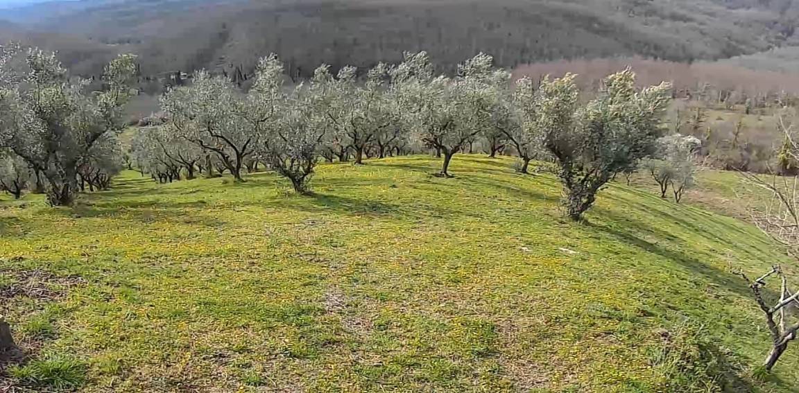 Agriturismo ∙ 2 Camere Da Letto ∙ 7 Ospiti - Cilento