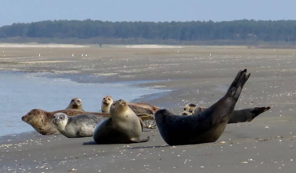 100 M² Gîte ∙ 4 Chambres ∙ 8 Personnes - Cayeux-sur-Mer