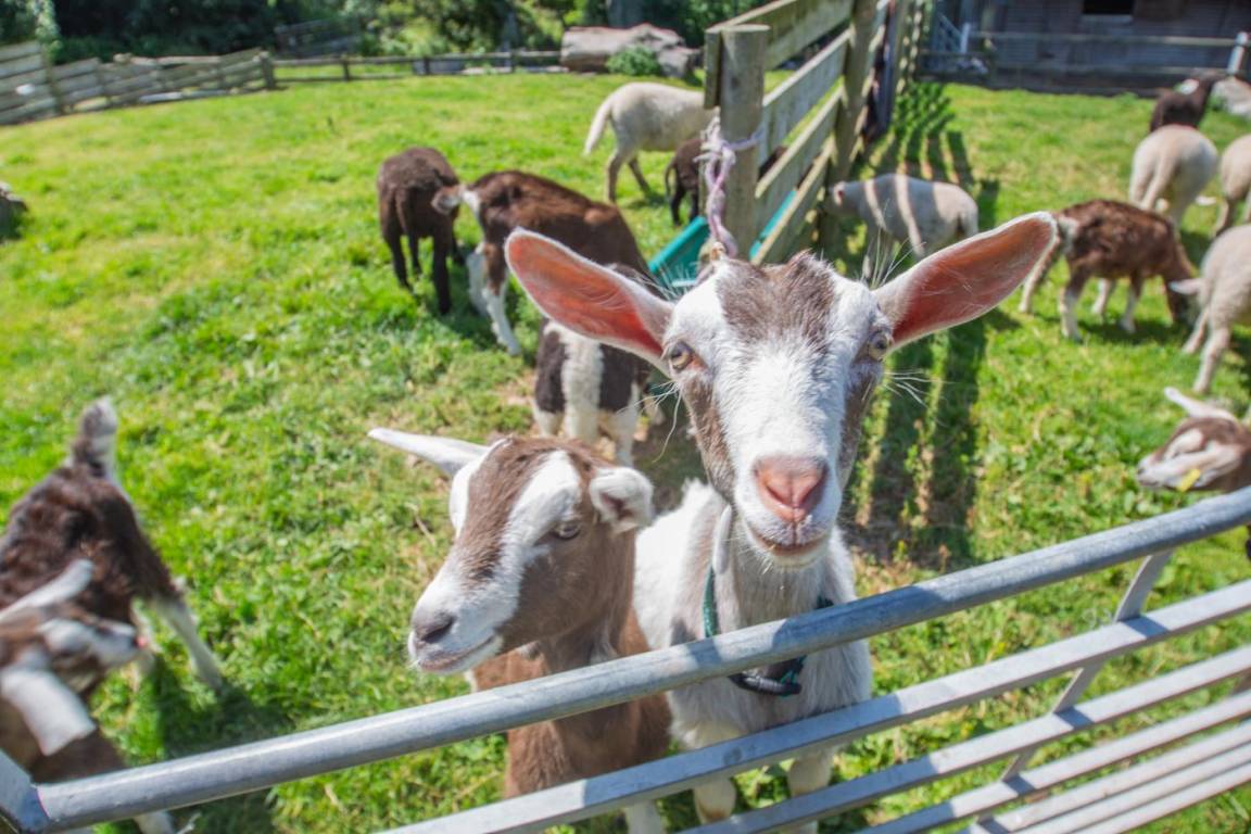 Cottage ∙ 2 Bedrooms ∙ 4 Guests - Pwllheli