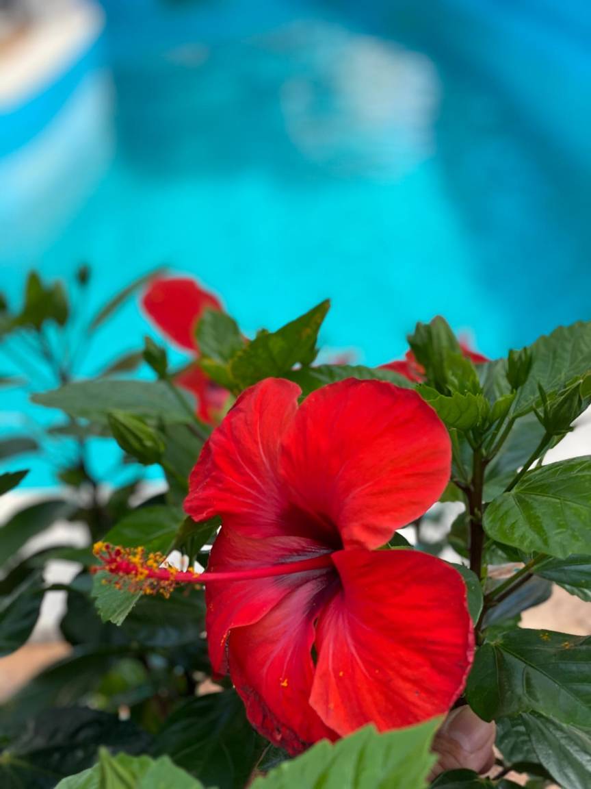 Villa ∙ 4 Bedrooms ∙ 8 Guests - Procida