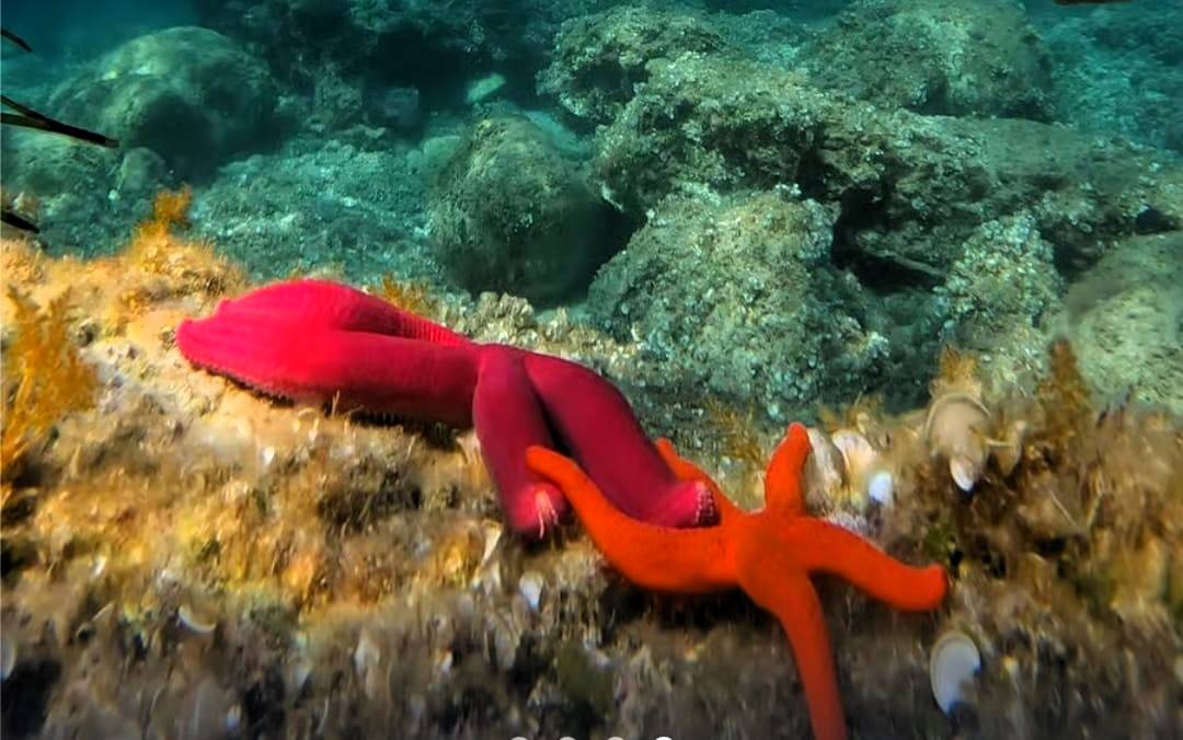 35 M² Appartamento Vacanza ∙ 1 Camera Da Letto ∙ 4 Ospiti - Calabria