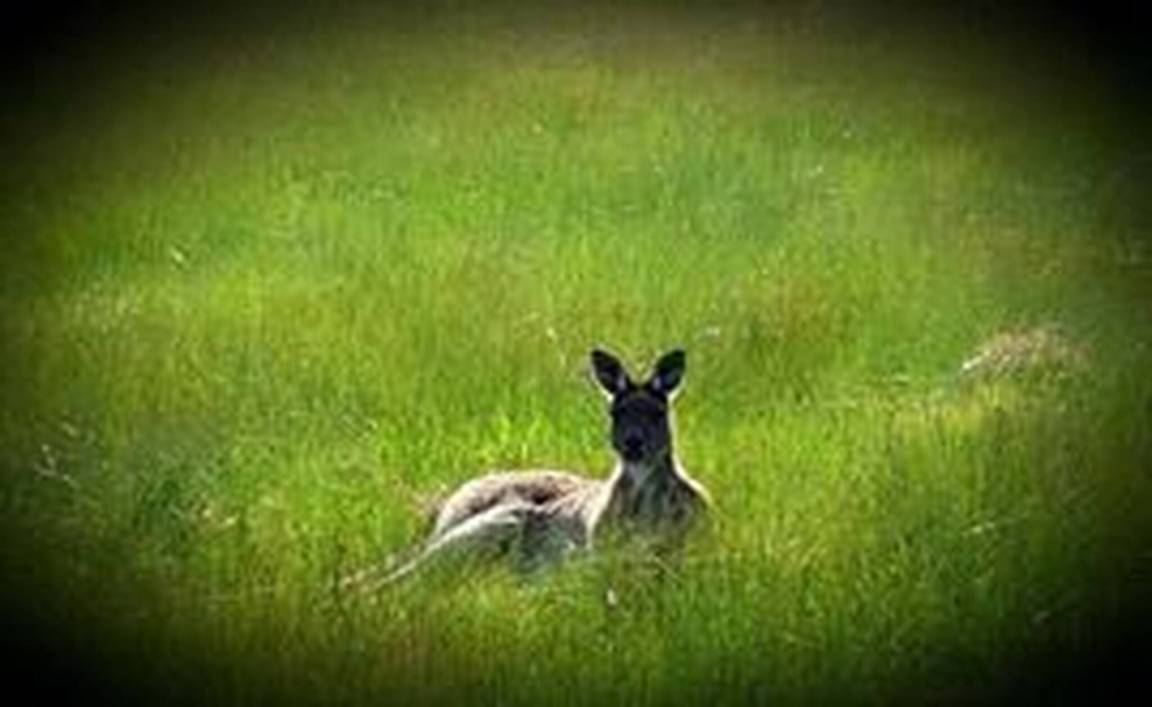 2000 M² Farmhouse ∙ 4 Bedrooms ∙ 4 Guests - John Forrest National Park