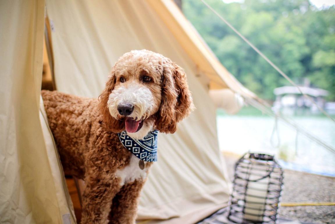 Camping ∙ 1 Bedroom ∙ 3 Guests - Helen, GA