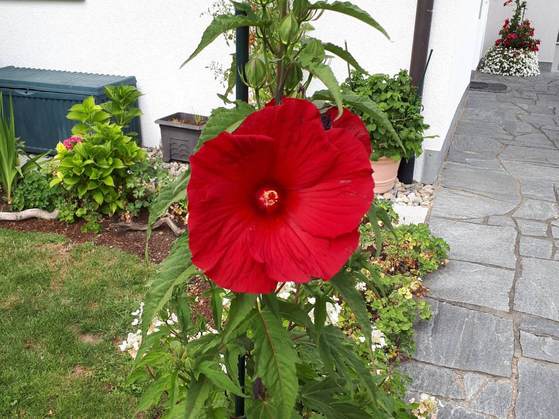 60 M² Ferienwohnung ∙ 1 Schlafzimmer ∙ 4 Gäste - Meersburg