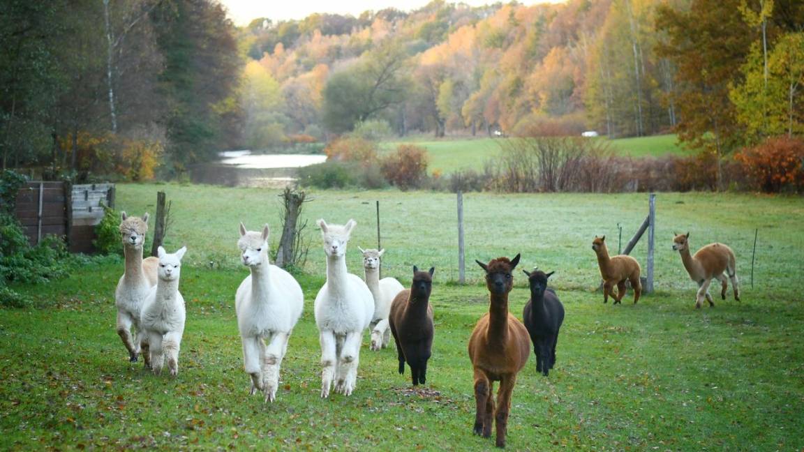 108 M² Ferienwohnung ∙ 3 Schlafzimmer ∙ 8 Gäste - Mittweida