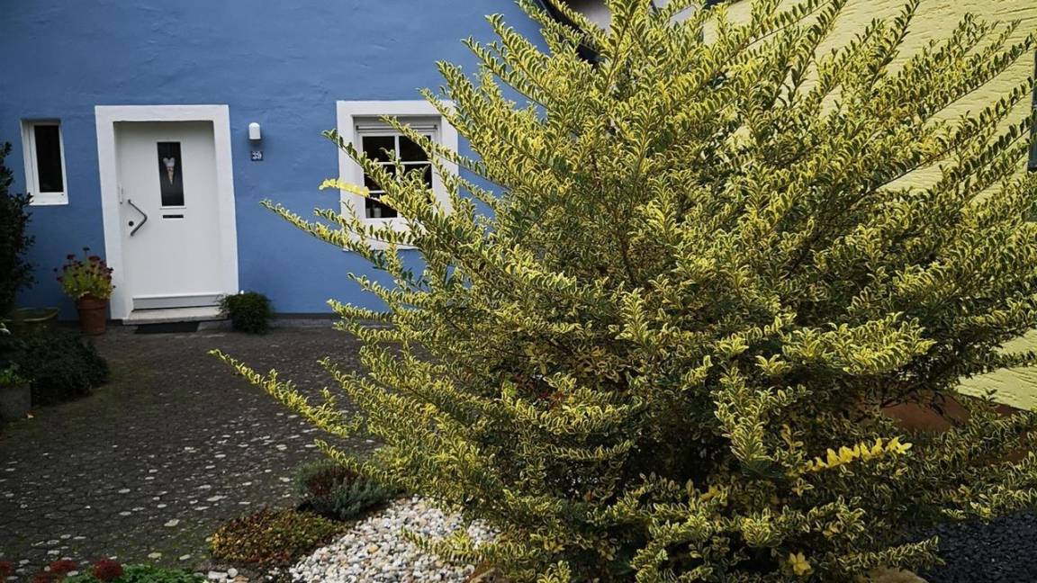 60 M² Ferienhaus ∙ 1 Schlafzimmer ∙ 3 Gäste - Bernkastel-Kues