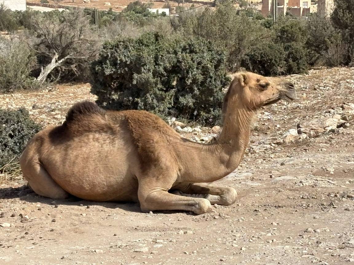 Maison De Vacances ∙ 3 Chambres ∙ 6 Personnes - Essaouira