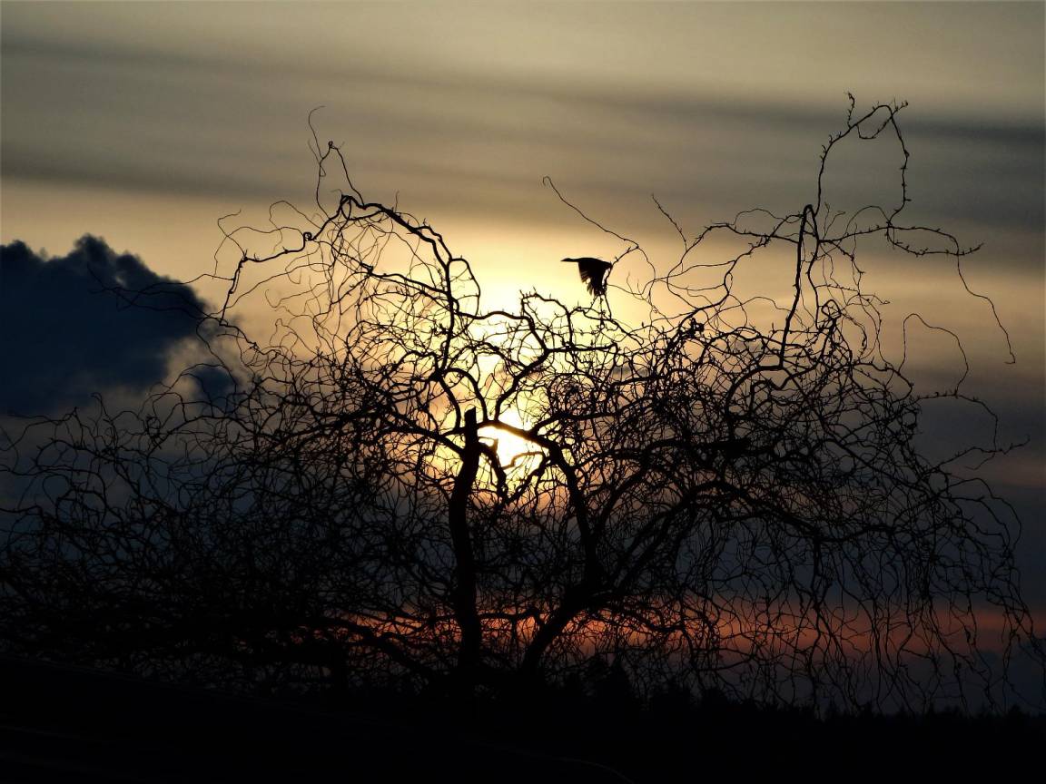 90 M² Maison De Vacances ∙ 1 Chambre ∙ 2 Personnes - Grafenau