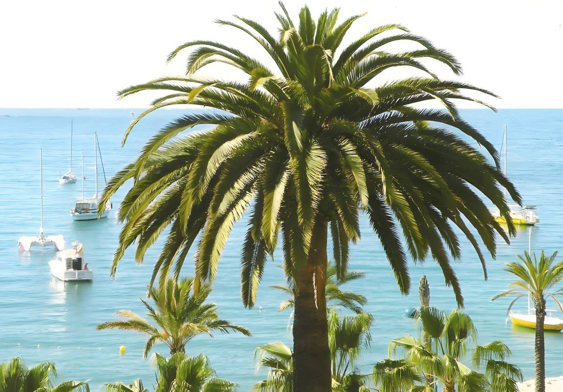 25 M² Studio ∙ 4 Personnes - Carqueiranne