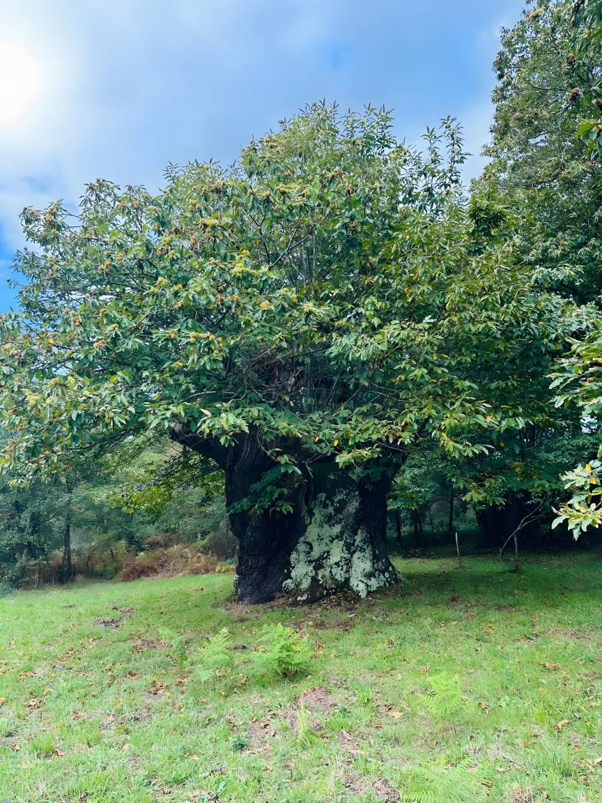 65 M² Apartamento ∙ 2 Habitaciones ∙ 4 Huéspedes - Allariz