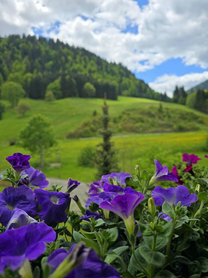 23 M² Hôtel ∙ 1 Chambre ∙ 2 Personnes - Sulzberg