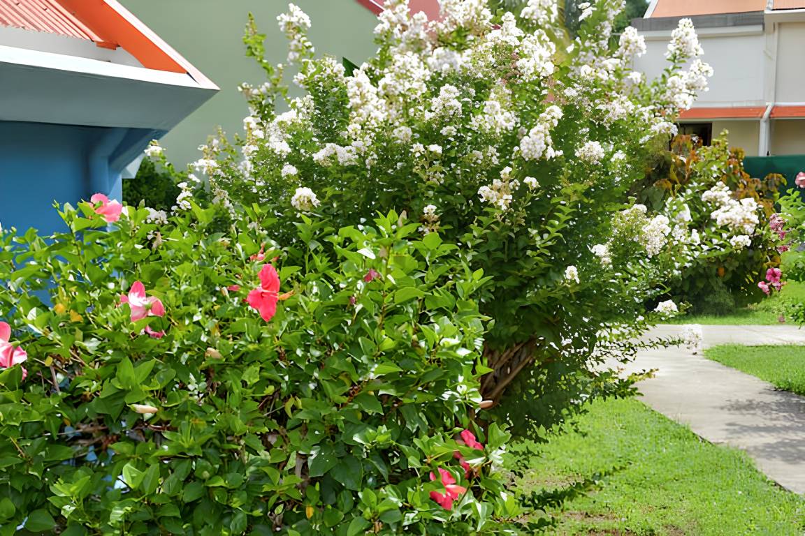 20 M² Maison De Vacances ∙ 1 Chambre ∙ 2 Personnes - Les Anses-d'Arlet