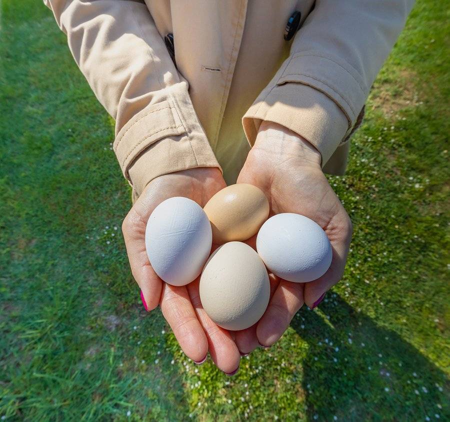 40 M² Agriturismo ∙ 1 Camera Da Letto ∙ 4 Ospiti - Campiglia Marittima