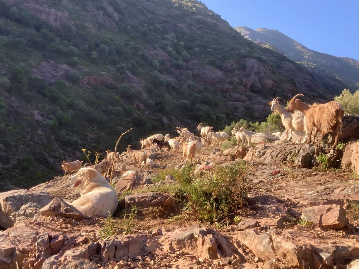 20 M² Bed And Breakfast ∙ 1 Bedroom ∙ 2 Guests - Corsica