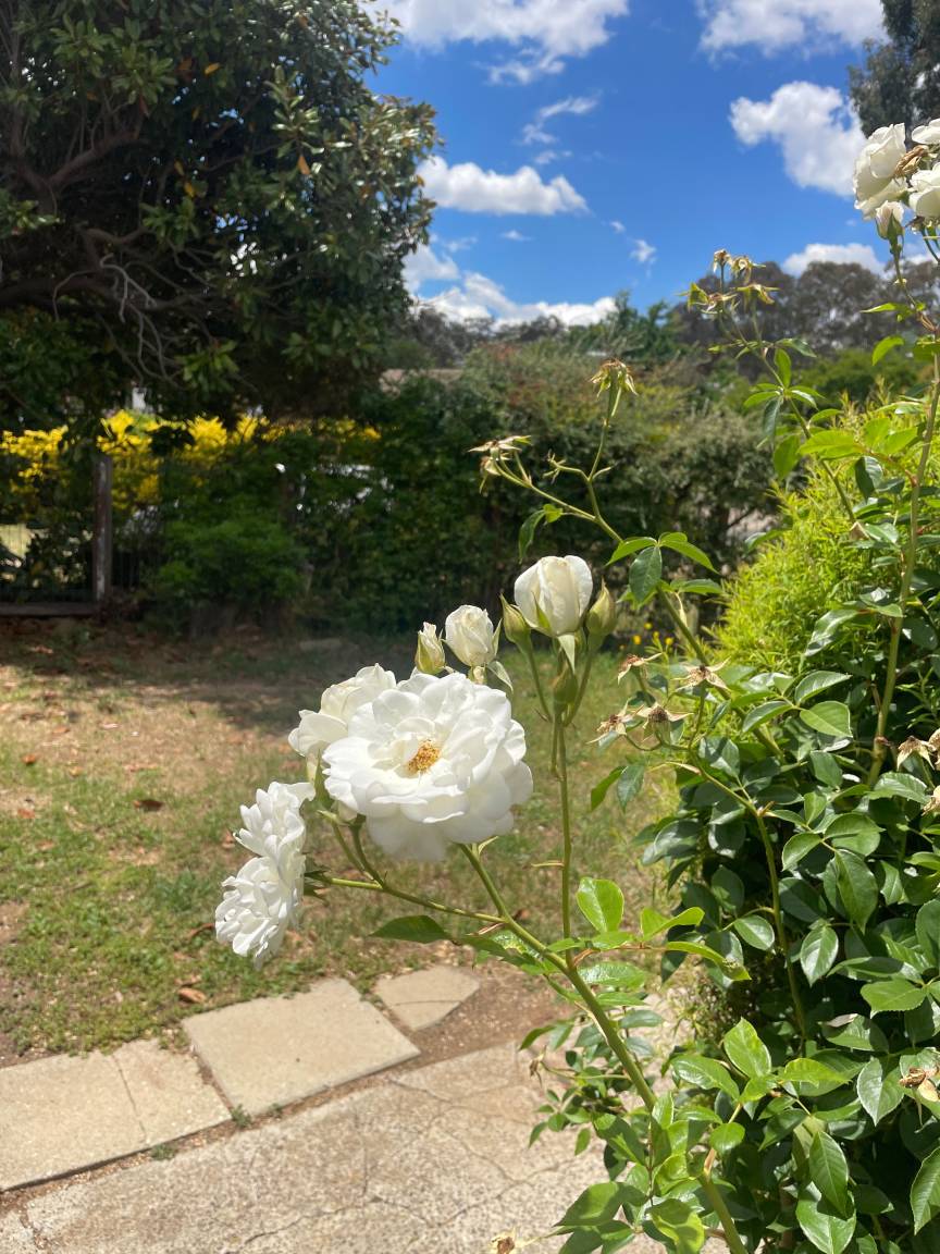 25 M² Maison De Vacances ∙ 1 Chambre ∙ 3 Personnes - Canberra
