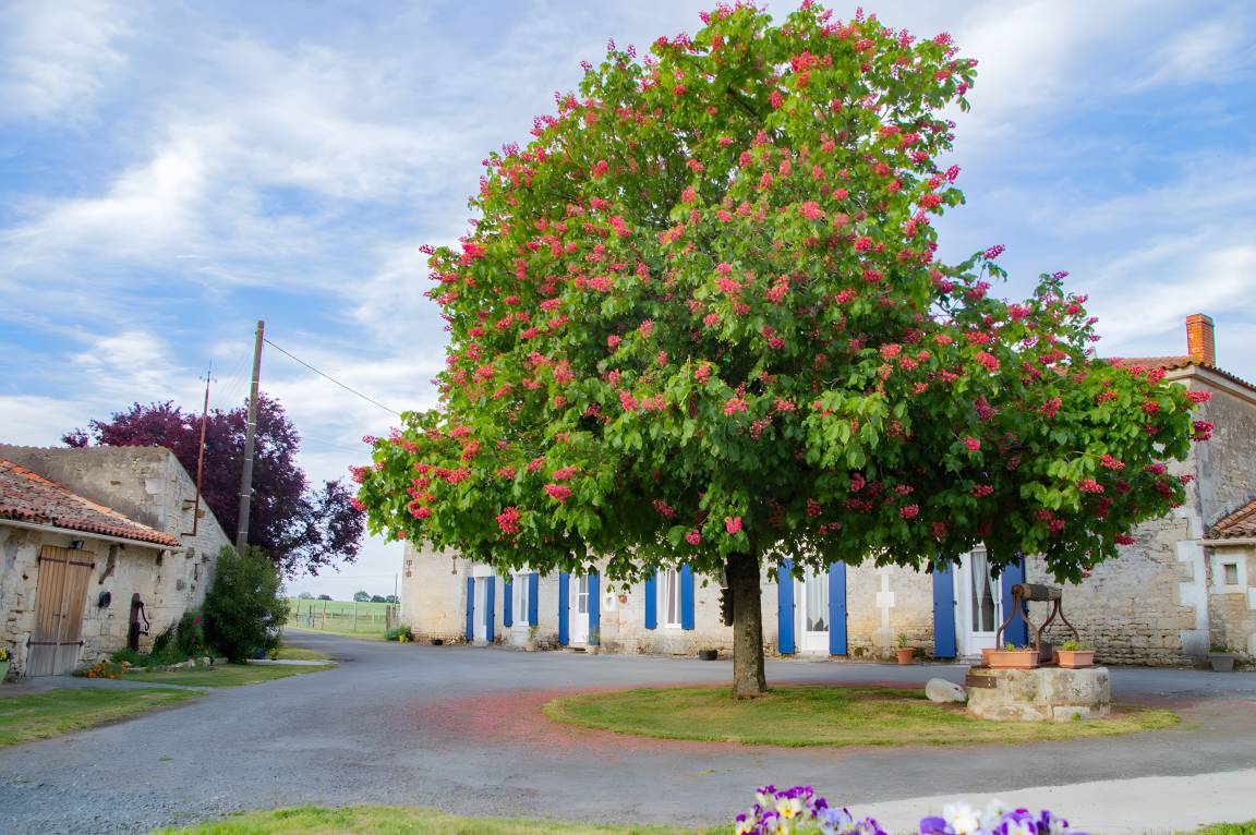 70 M² Maison De Vacances ∙ 3 Chambres ∙ 6 Personnes - Fontenay-le-Comte