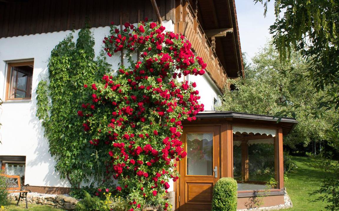Ferienwohnung ∙ 2 Schlafzimmer ∙ 3 Gäste - Bischofsmais