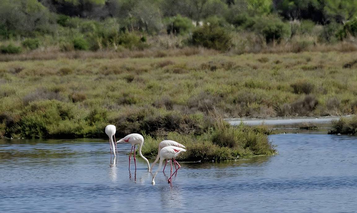 23 M² Studio ∙ 4 Personnes - Port Camargue