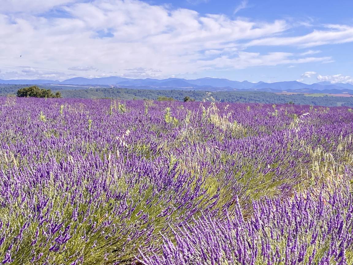 54 M² House ∙ 1 Bedroom ∙ 3 Guests - Cassis