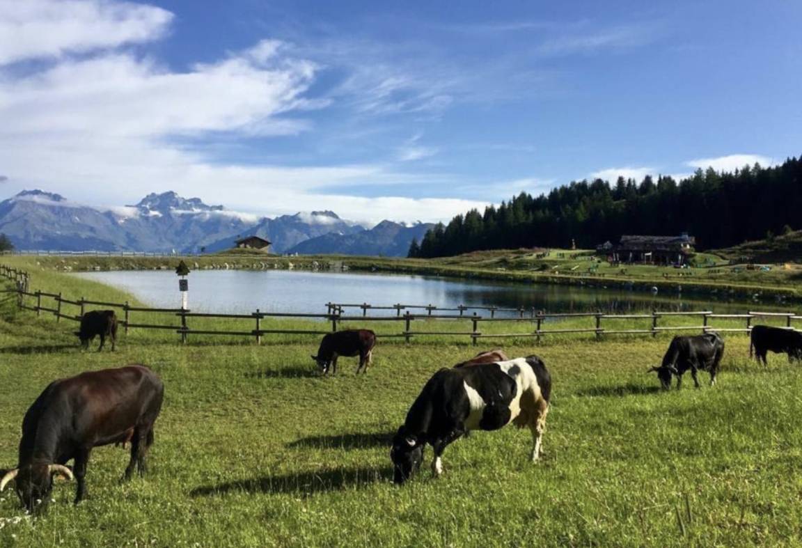 Chalet ∙ 2 Bedrooms ∙ 5 Guests - Cogne