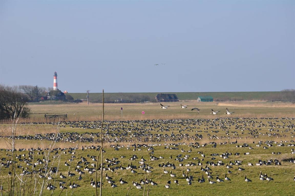 60 M² Apartment ∙ 2 Bedrooms ∙ 4 Guests - Westerhever