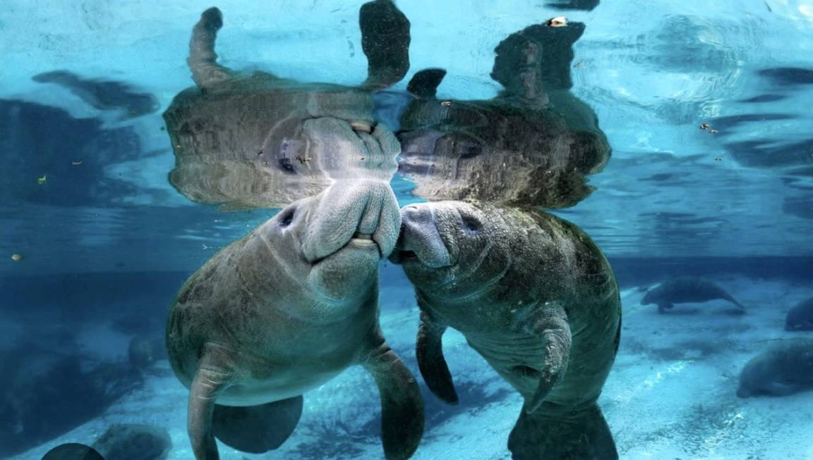 Camping-unterkunft ∙ 1 Schlafzimmer ∙ 2 Gäste - Dunnellon, FL