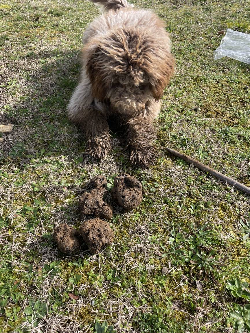 Gîte ∙ 3 Chambres ∙ 12 Personnes - Dordogne