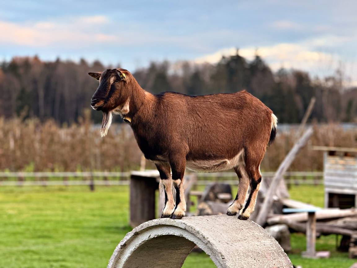 100 M² Apartamento ∙ 3 Quartos ∙ 7 Hóspedes - Meckenbeuren