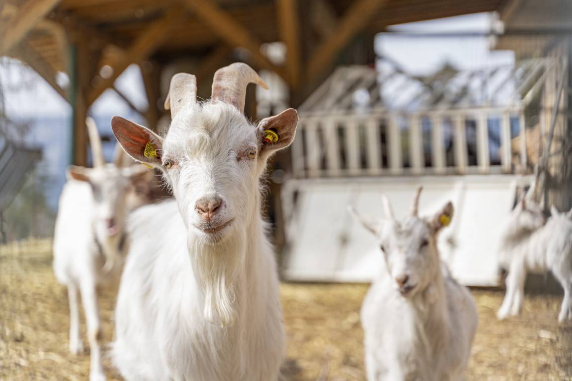 50 M² Apartamento ∙ 1 Habitación ∙ 3 Huéspedes - Bolzano