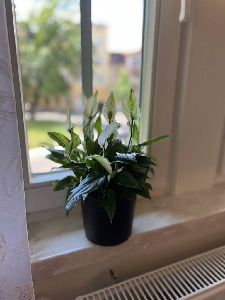 Ferienwohnung ∙ 1 Schlafzimmer ∙ 2 Gäste - Bad Liebenstein