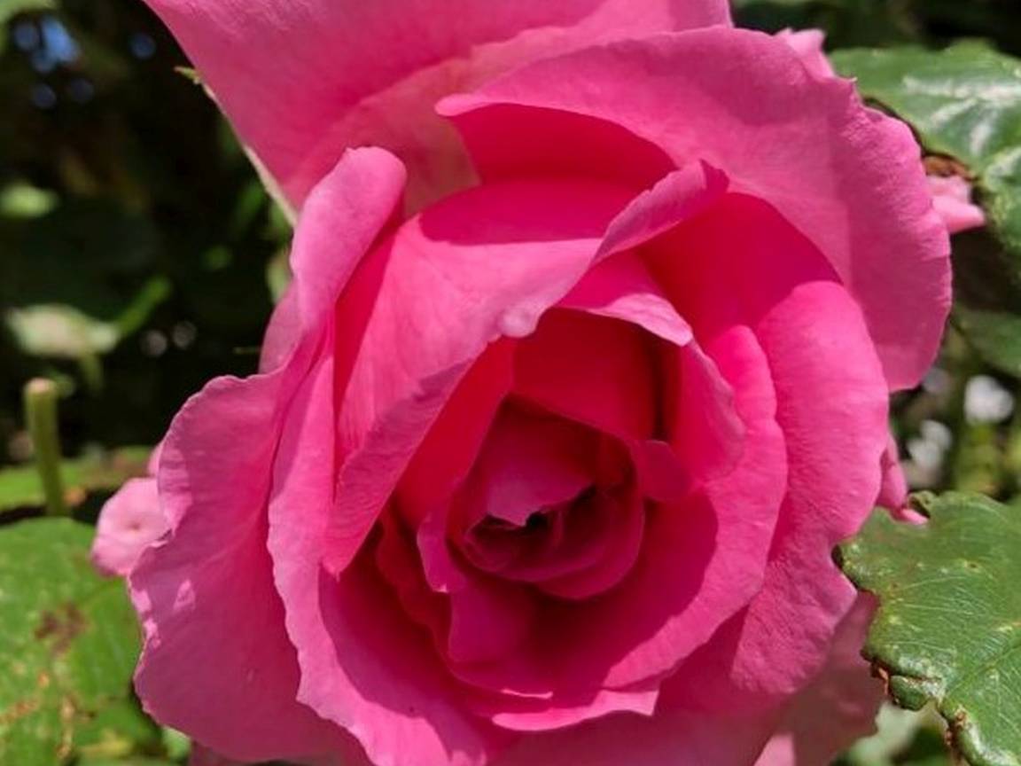 60 M² Apartment ∙ 2 Bedrooms ∙ 7 Guests - Worms