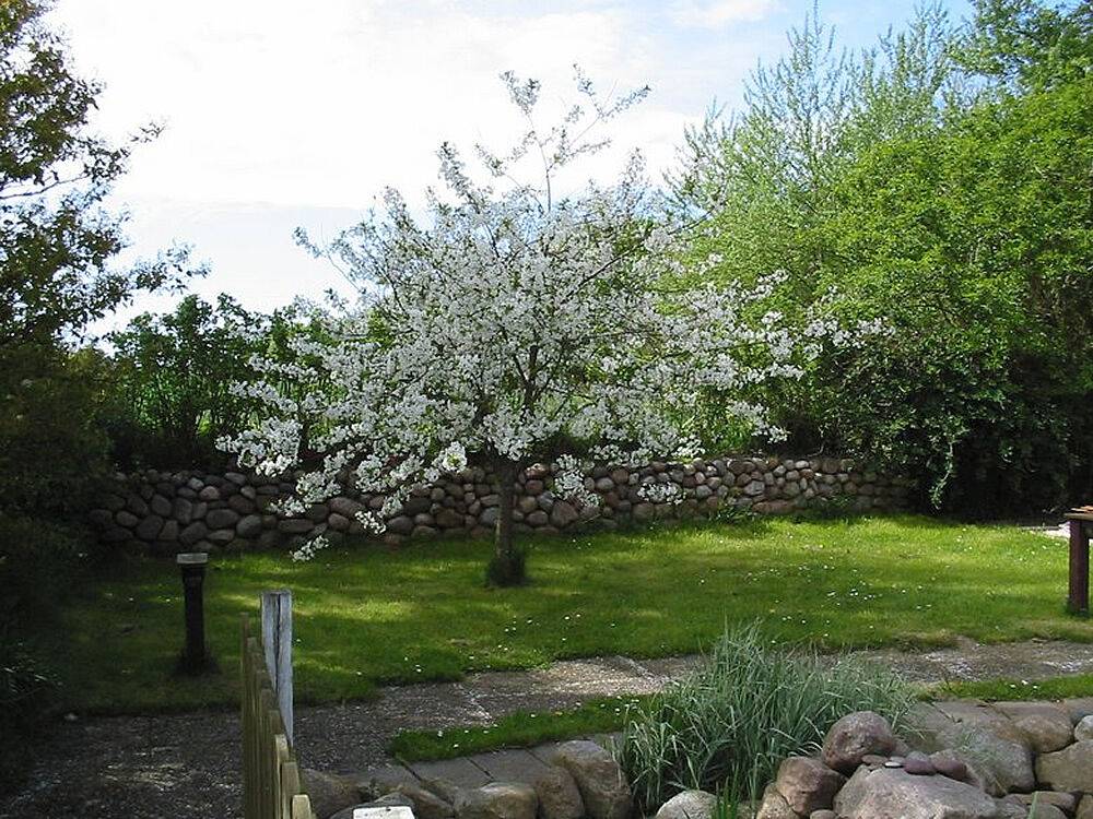 40 M² Maison De Vacances ∙ 1 Chambre ∙ 2 Personnes - Nordstrand