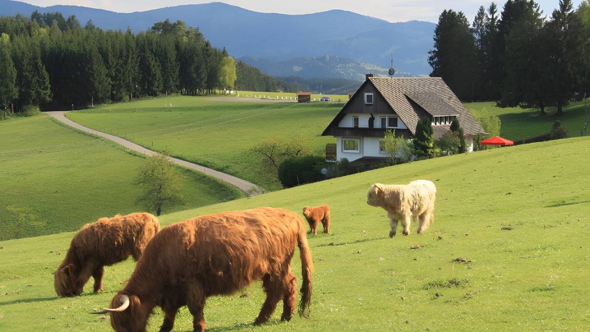 Hotel ∙ 3 Guests - Hornberg