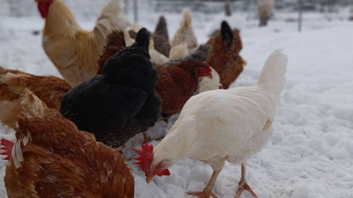 62 M² Ferienwohnung ∙ 2 Schlafzimmer ∙ 5 Gäste - Deggenhausertal